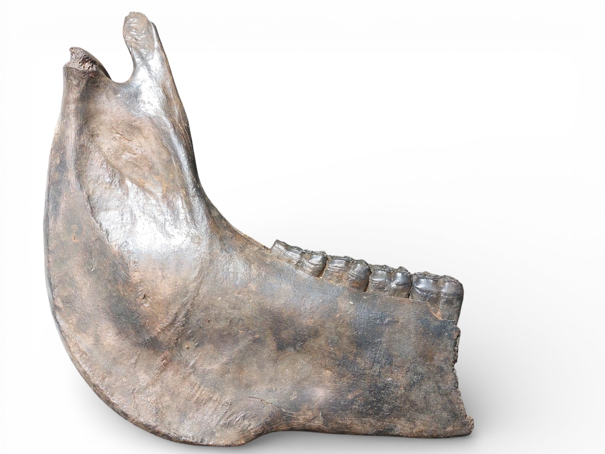 Equus Ferus Fossil | Ice Age Horse Lower Jaw – Poland | Fossils NH