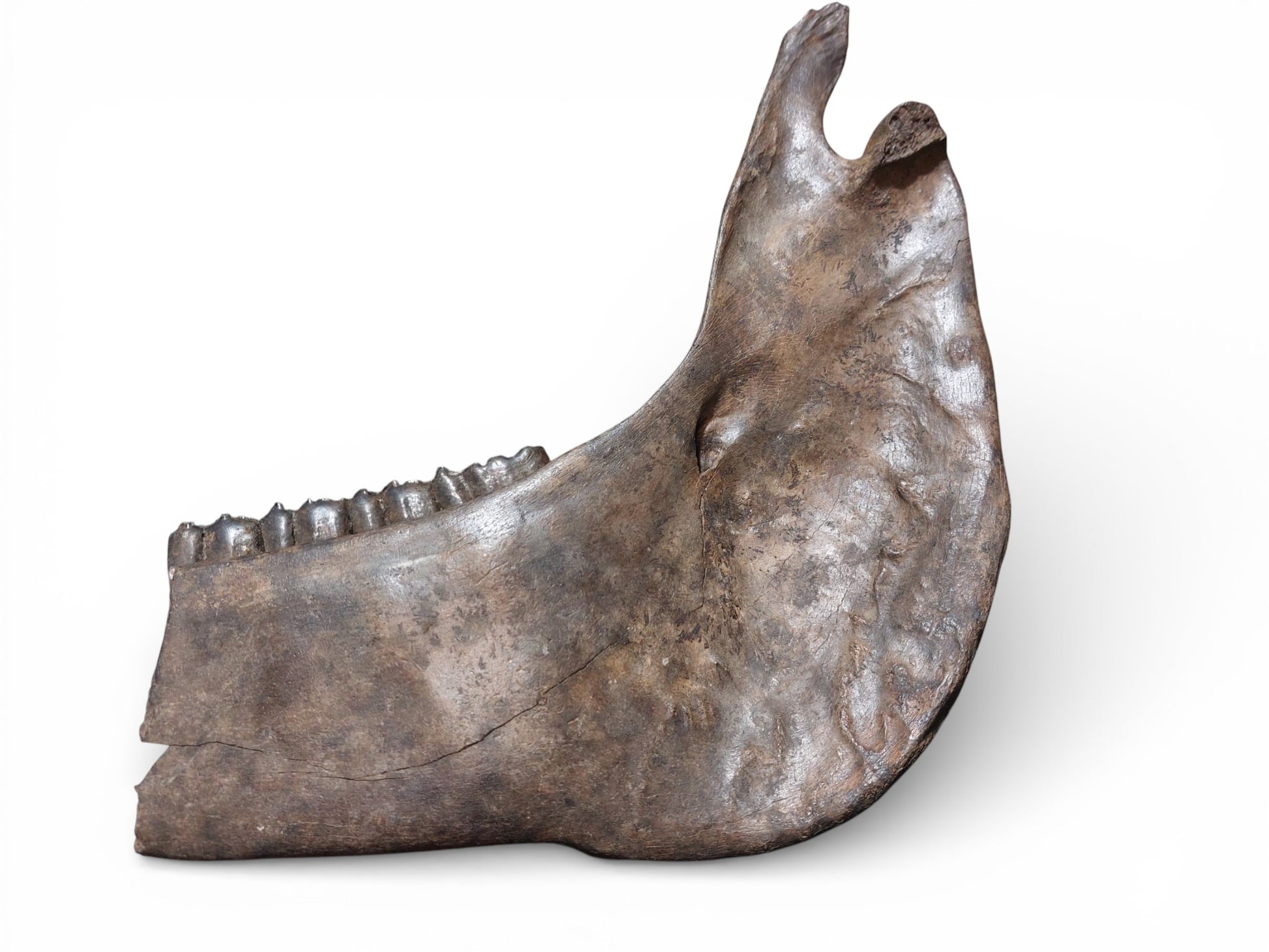Equus Ferus Fossil | Ice Age Horse Lower Jaw – Poland | Fossils NH