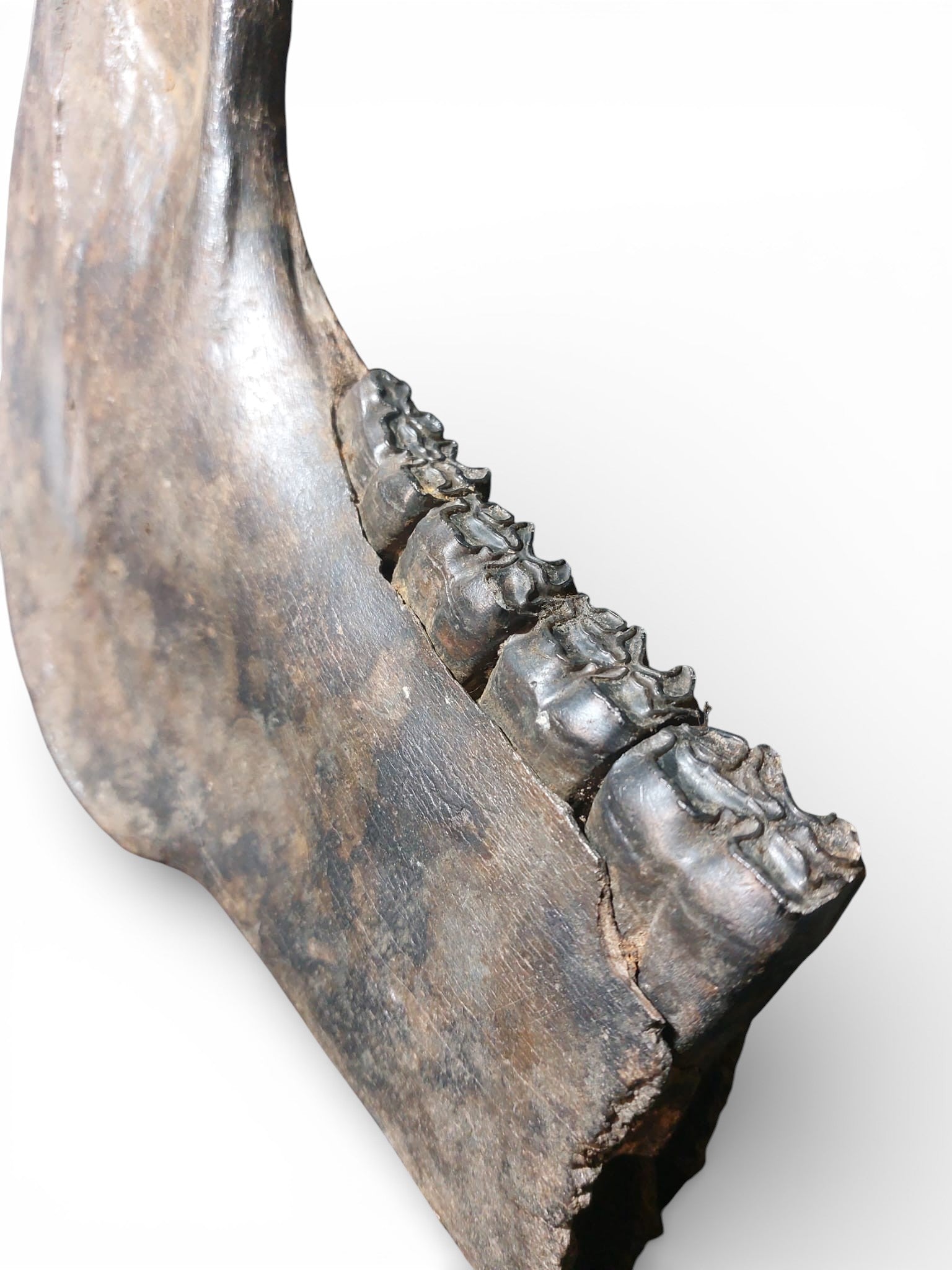 Equus Ferus Fossil | Ice Age Horse Lower Jaw – Poland | Fossils NH